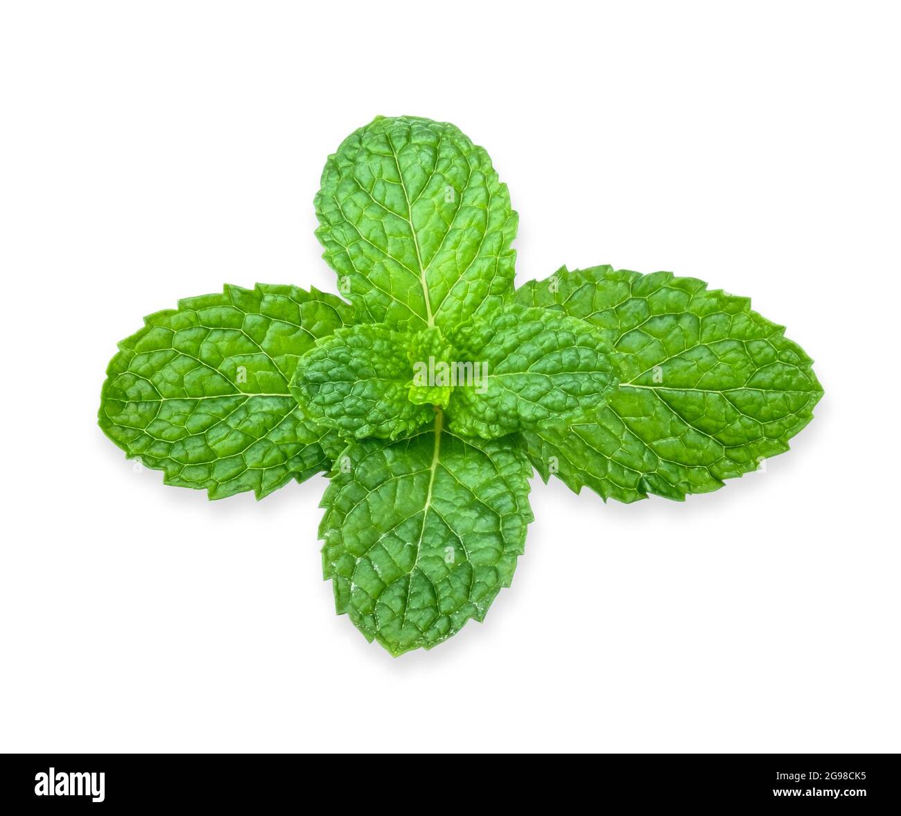Fresh peppermint isolated on white background. mint clipping path Stock ...