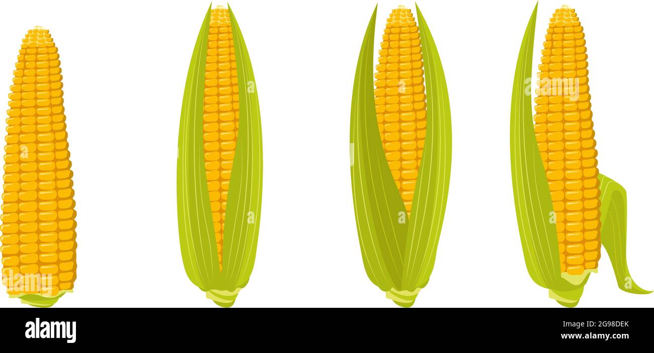 Fresh vegetable corn cobs Stock Vector Images - Alamy