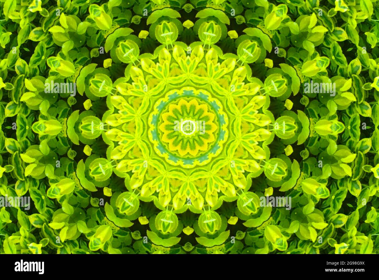 green leaf kaleidoscopic pattern background Stock Photo - Alamy