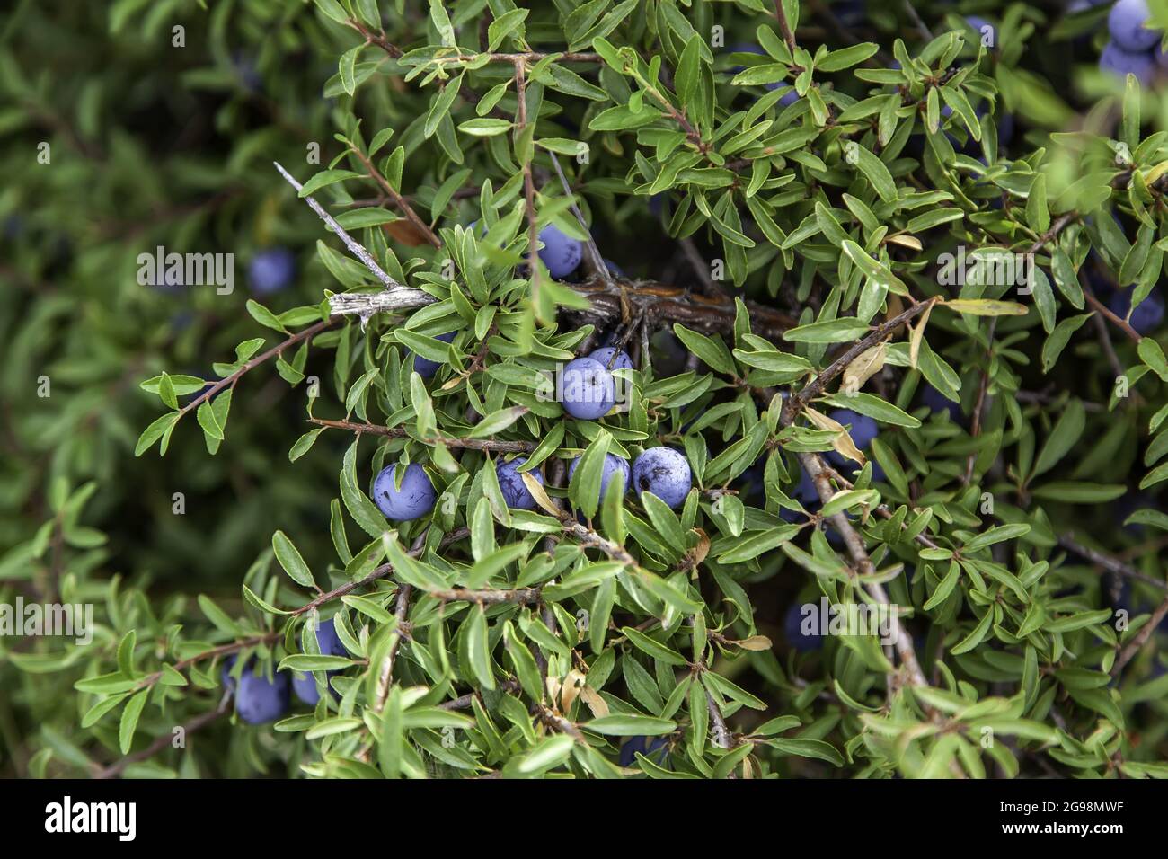 Fruit on the bush hi-res stock photography and images - Alamy