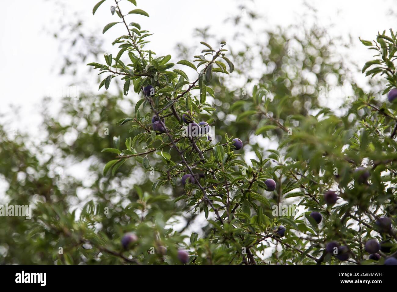 Fruit on the bush hi-res stock photography and images - Alamy