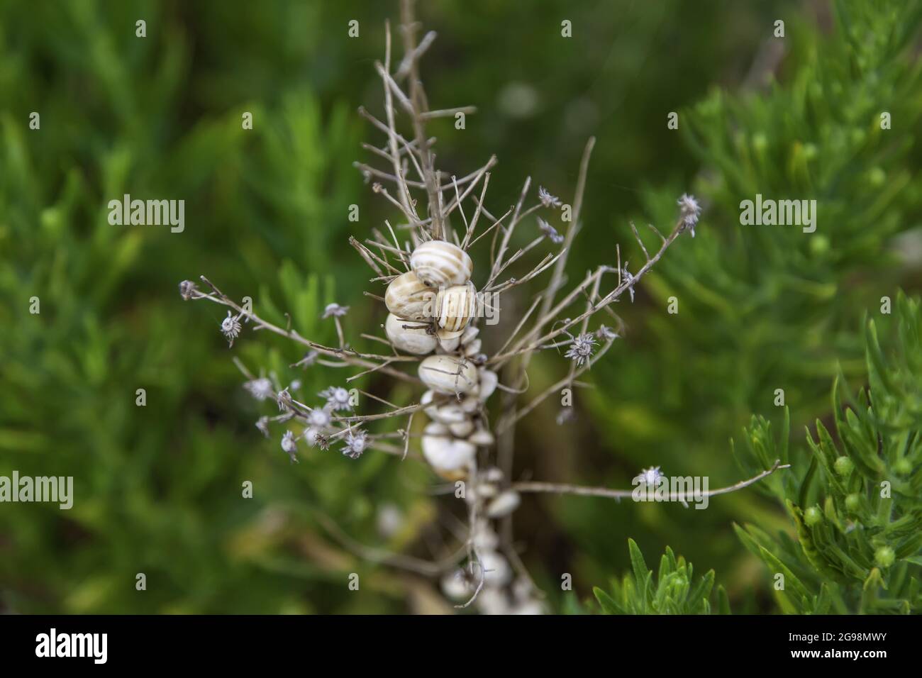 Detail of dried animals in nature, shells Stock Photo - Alamy