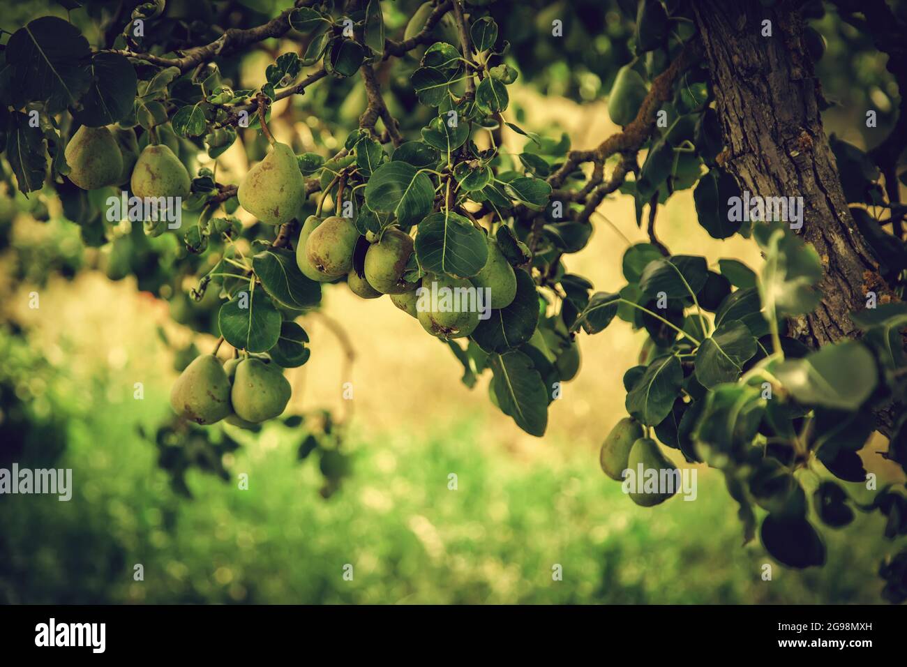 Detail of fruit tree with fresh fruits, healthy food Stock Photo - Alamy