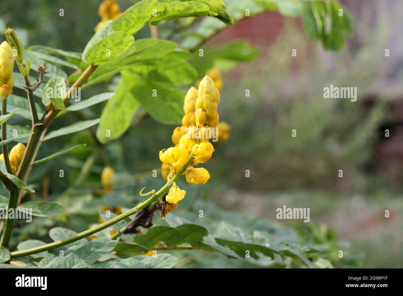 African Senna High Resolution Stock Photography and Images - Alamy
