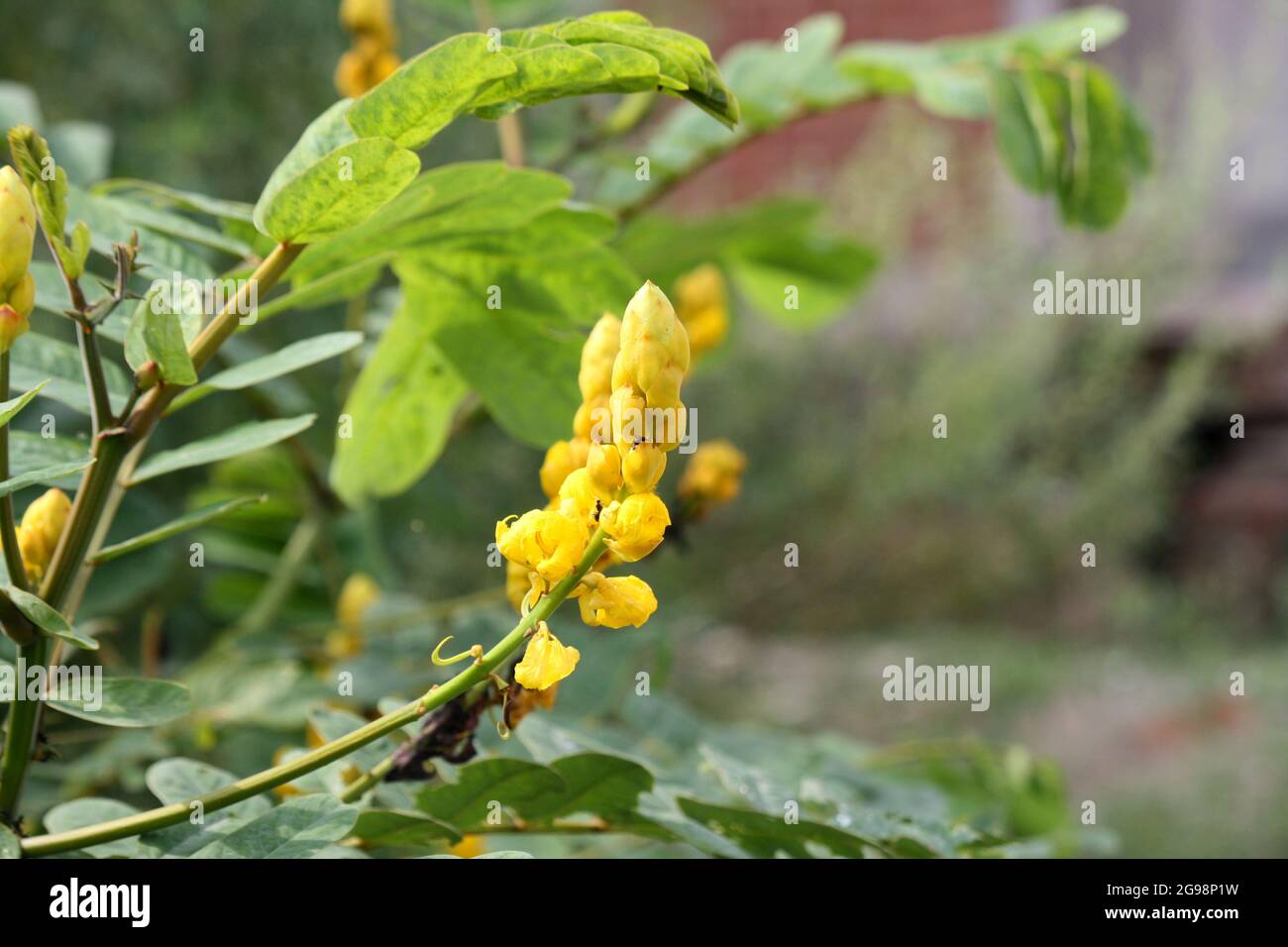 Popcorn Senna yellow (Senna didymobotrya) flowering on a roadside ...