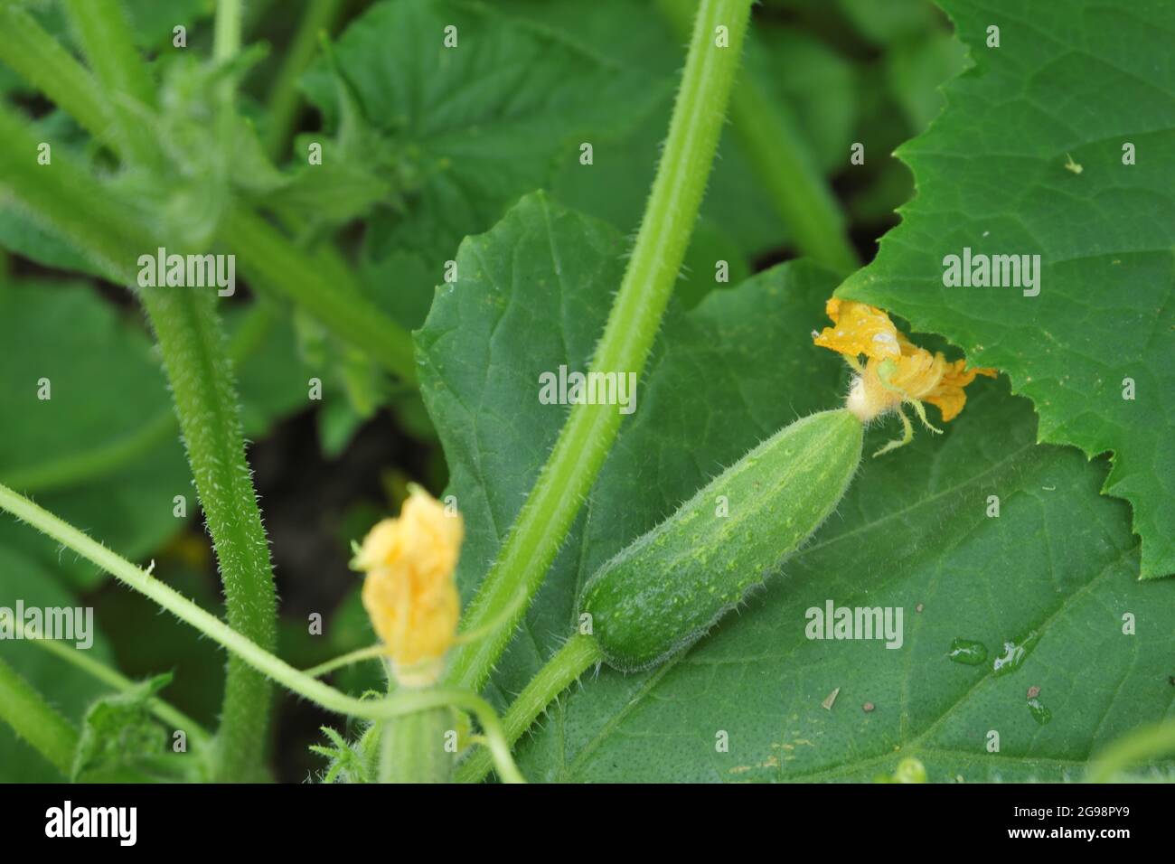 Cucumber ovary hi-res stock photography and images - Alamy