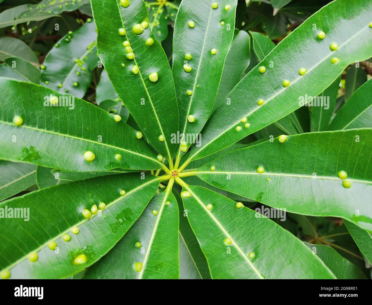 Radial leaves hi-res stock photography and images - Alamy