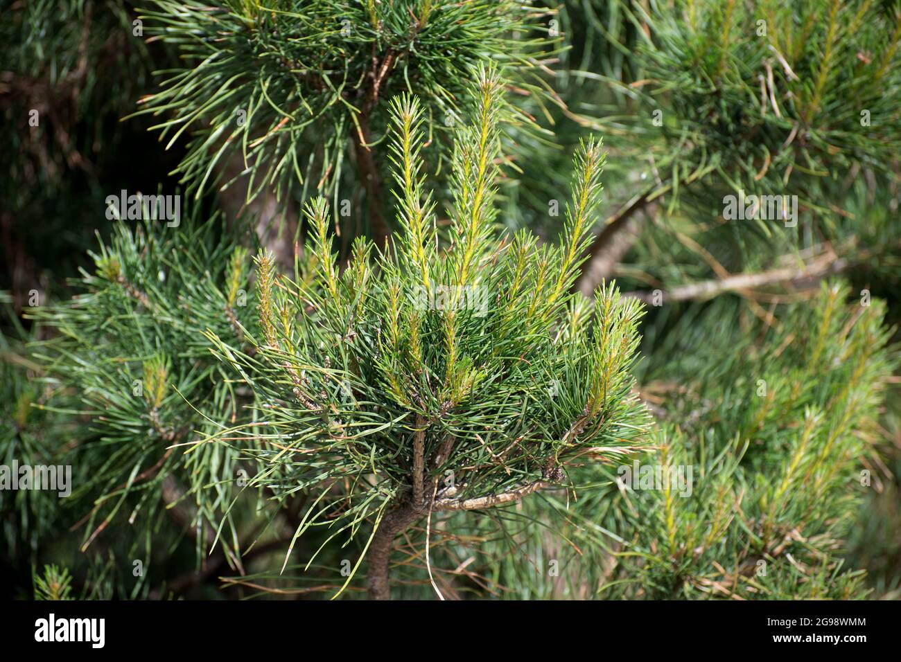 Young twigs of dwarf pine in the spring Stock Photo - Alamy