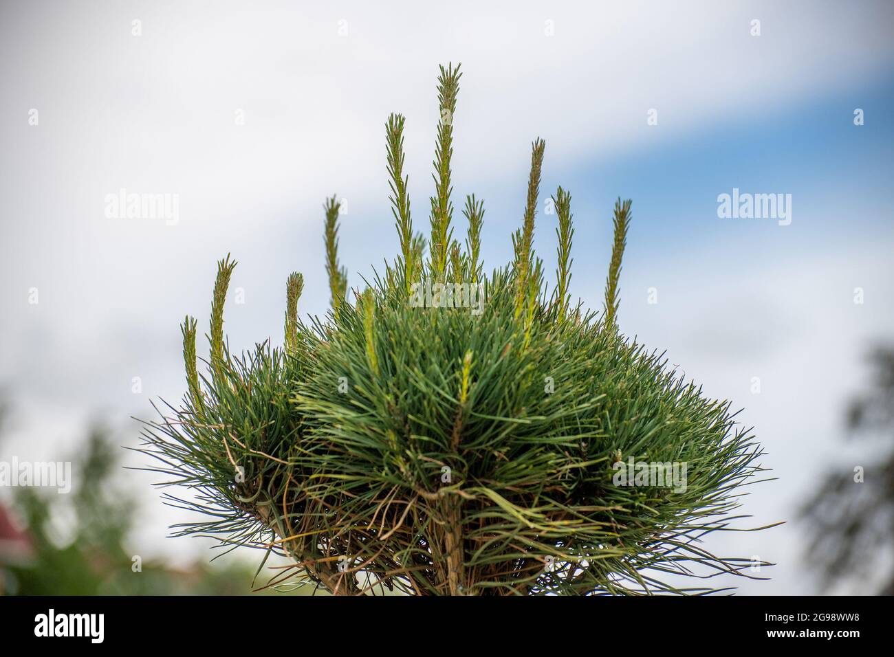 Young twigs of dwarf pine in the spring Stock Photo - Alamy