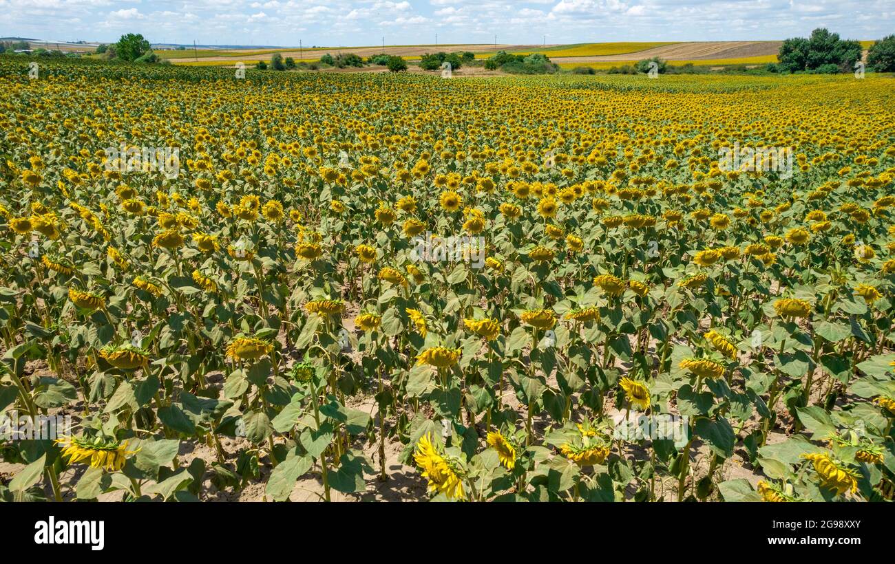 Sunflower field sunrise sunflowers hi-res stock photography and images ...