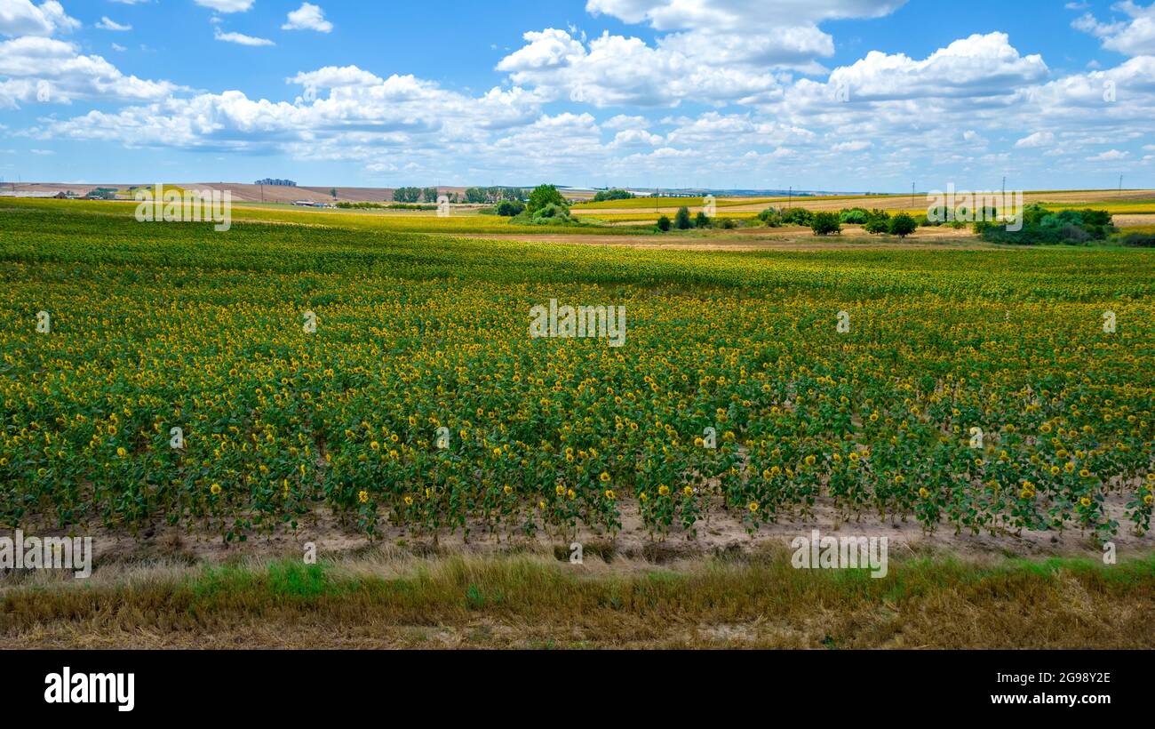 Sunflower Field. Beautiful sunflowers and blue sky aerial view Stock ...