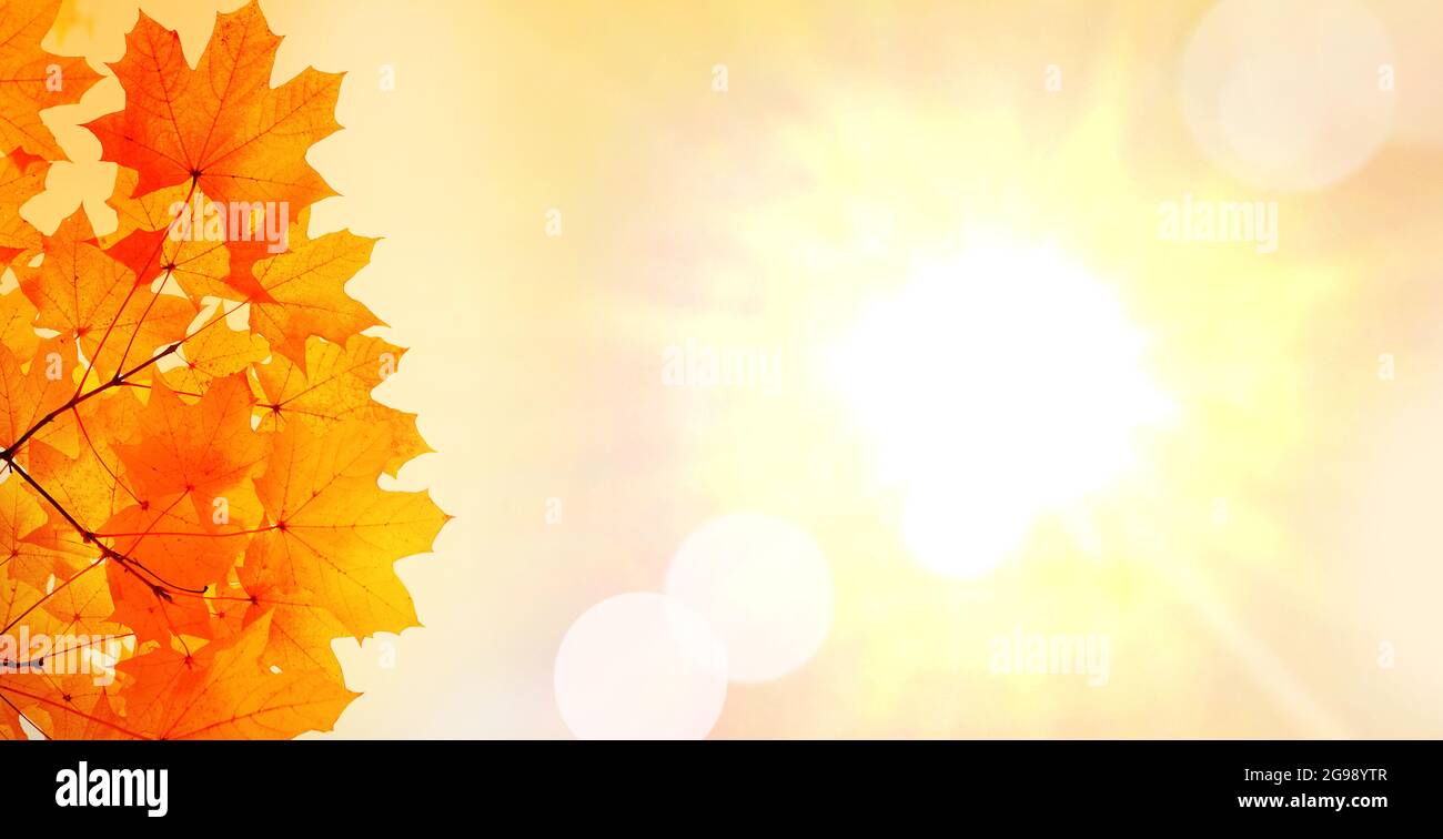 Autumn leaves on the fall blurred background Stock Photo - Alamy