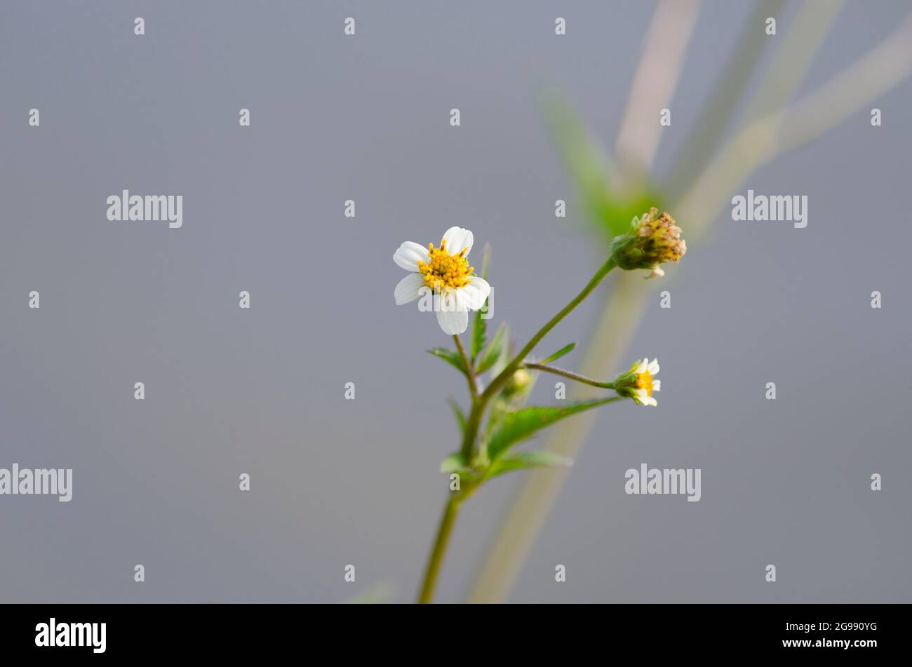 beautiful lonely small yellow flower background wallpaper Stock Photo ...