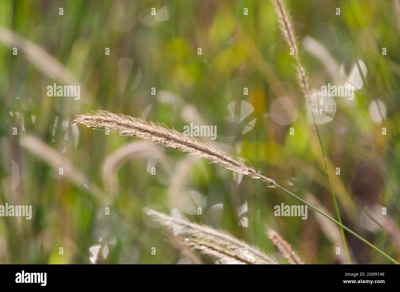 Rise plant in indian farmland agriculture farming Stock Photo - Alamy