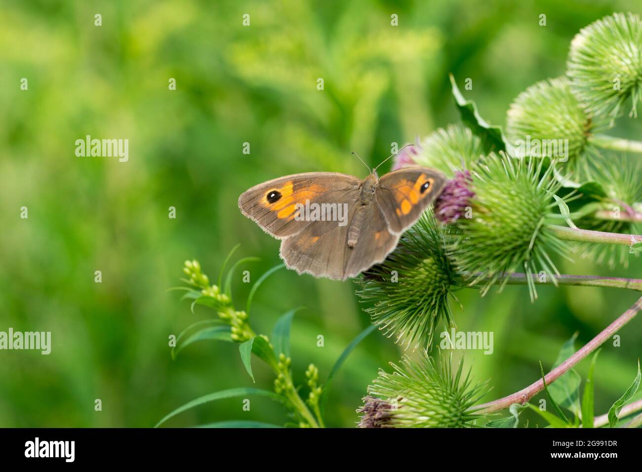 meadow brown butterfly, Maniola jurtina on burdock flowers closeup ...