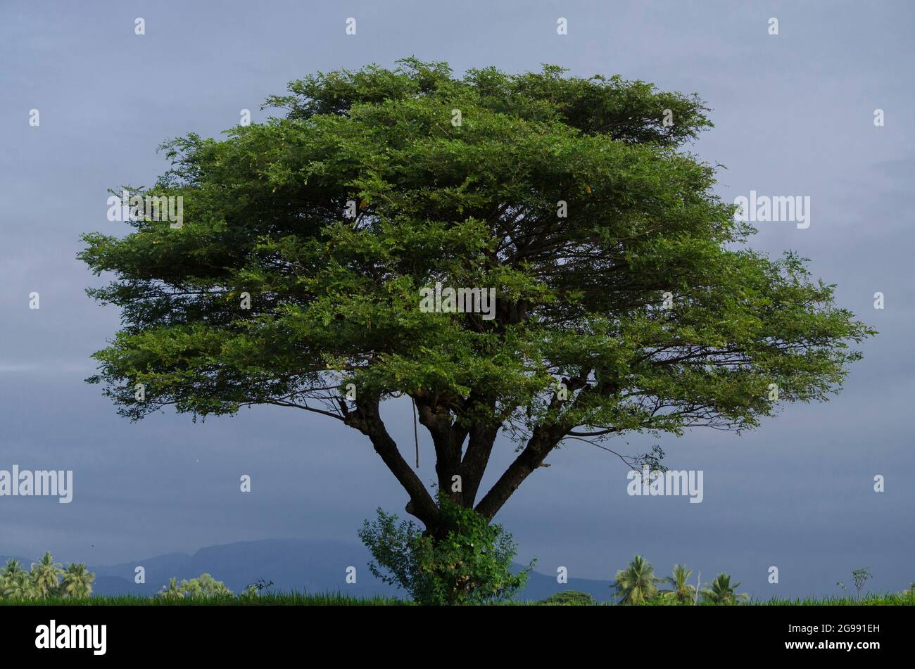 Lonely big giant tree on blue sky background wallpaper Stock Photo - Alamy