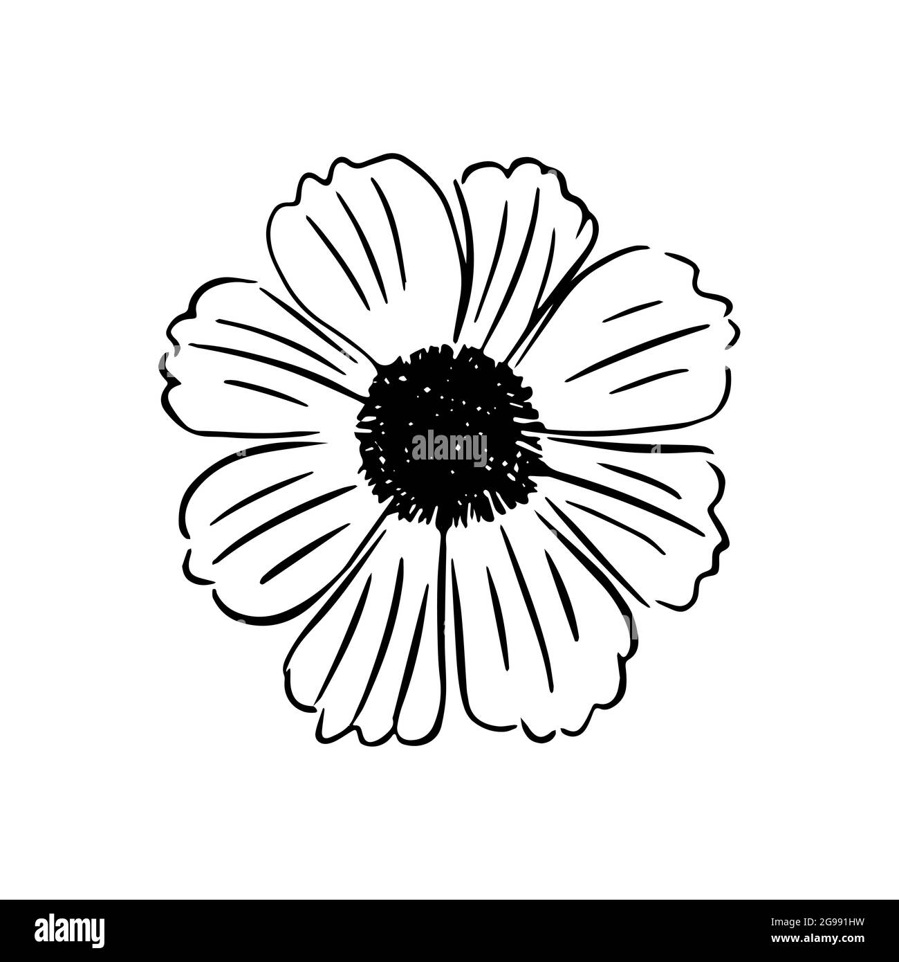 Daisy hand drawn illustration. Line art. Isolated on white background ...