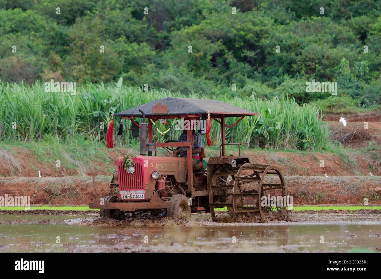 Tractor machine works on rice plant agriculture in India Village Stock ...