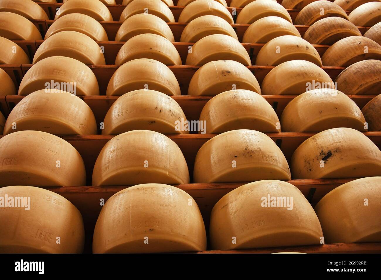 Cheese factory production shelves with aging cheese Stock Photo - Alamy