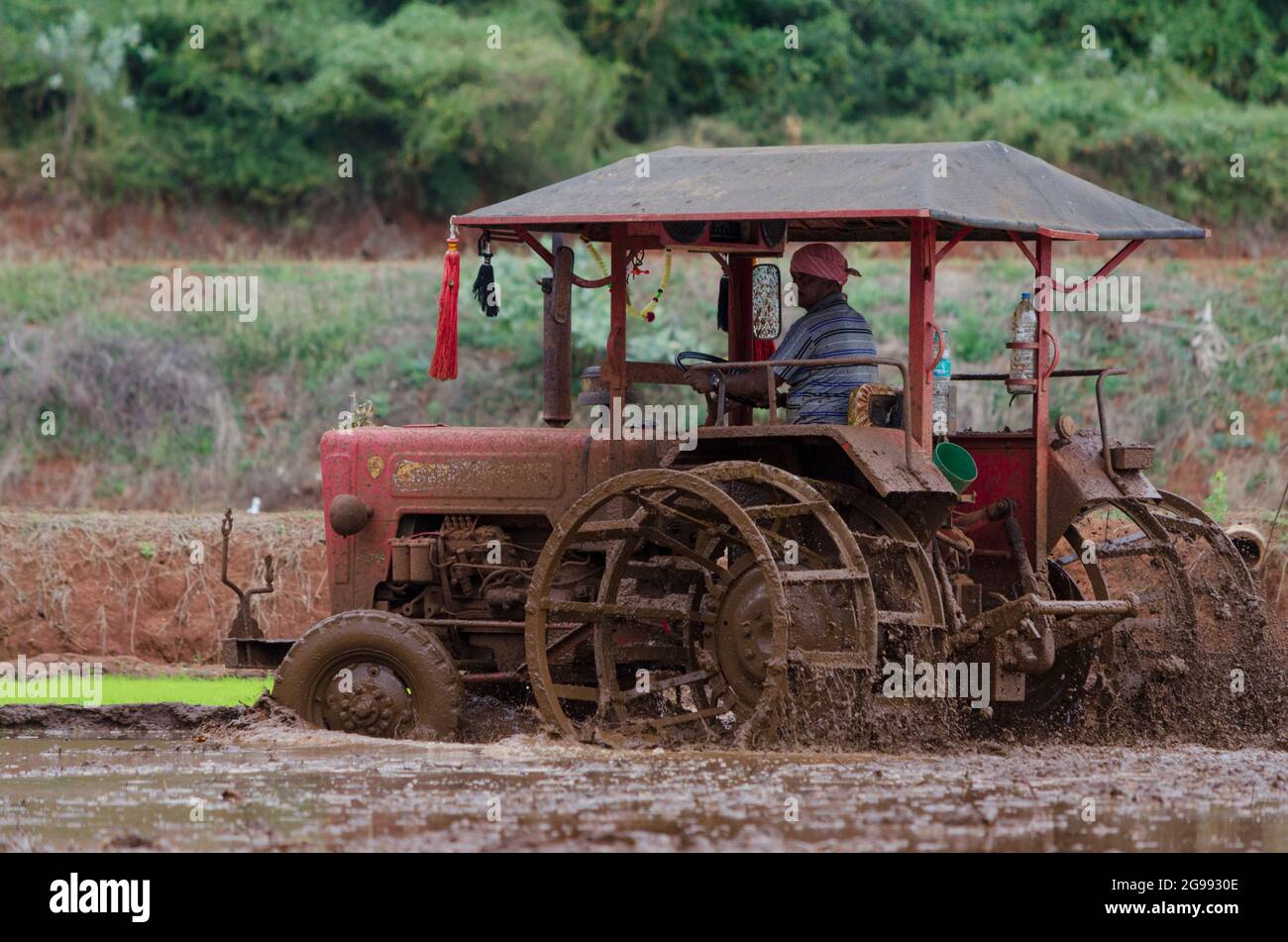 Tractor machine works on rice plant agriculture in India Village Stock ...