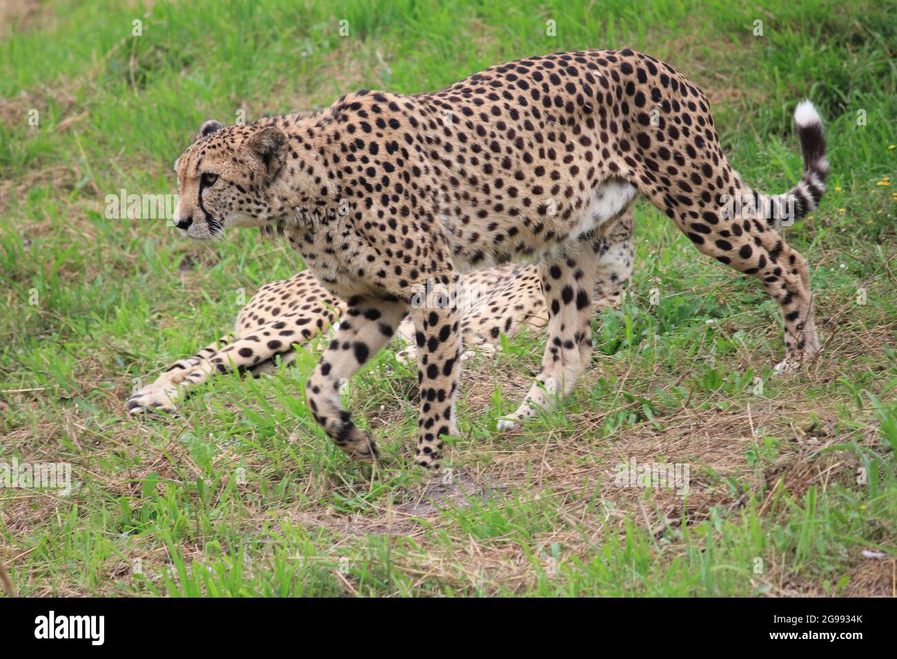 Wooly Cheetah