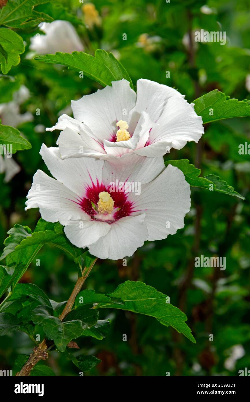 Korean rose flower hi-res stock photography and images - Alamy