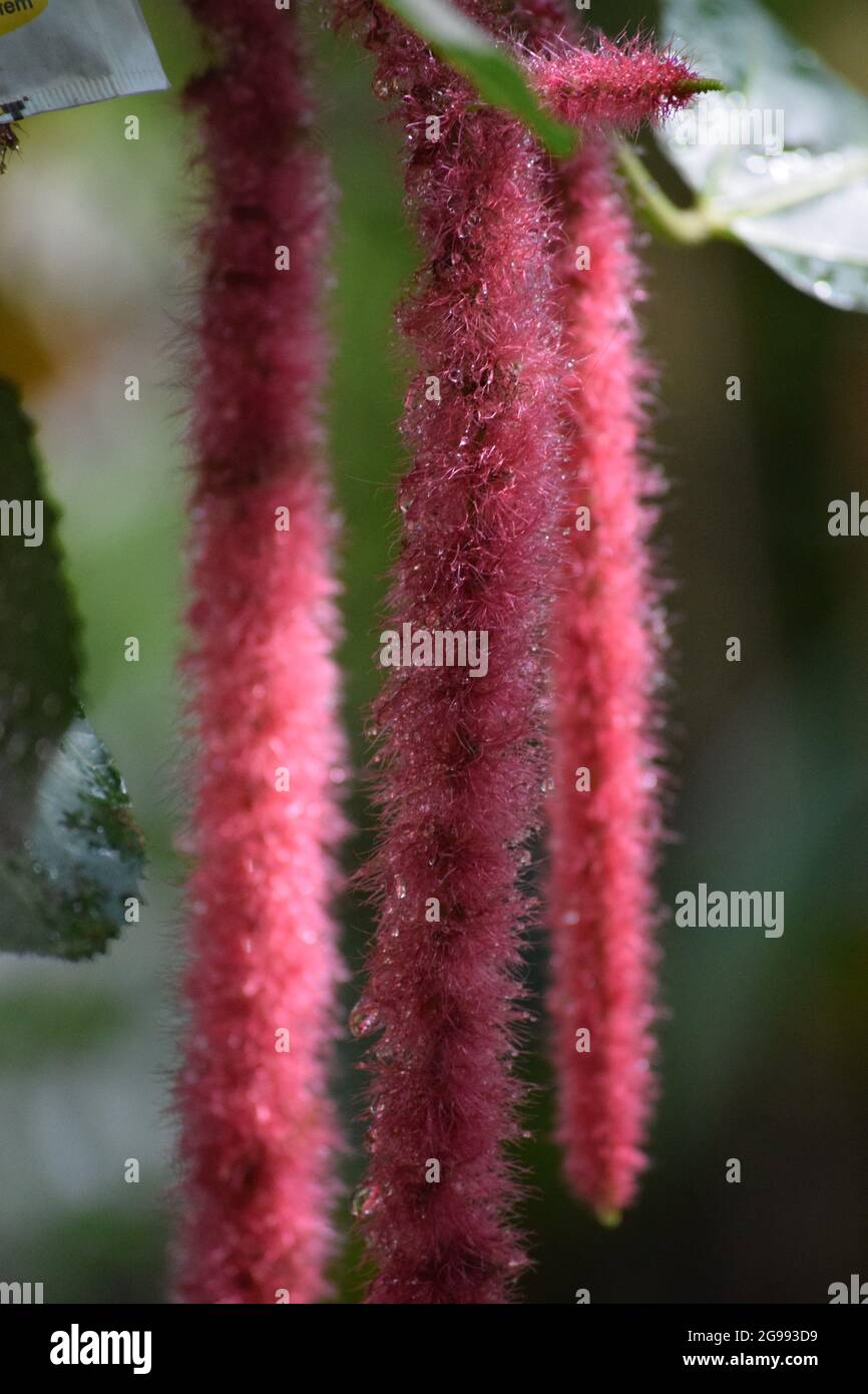 Copperleaf plant hi-res stock photography and images - Alamy