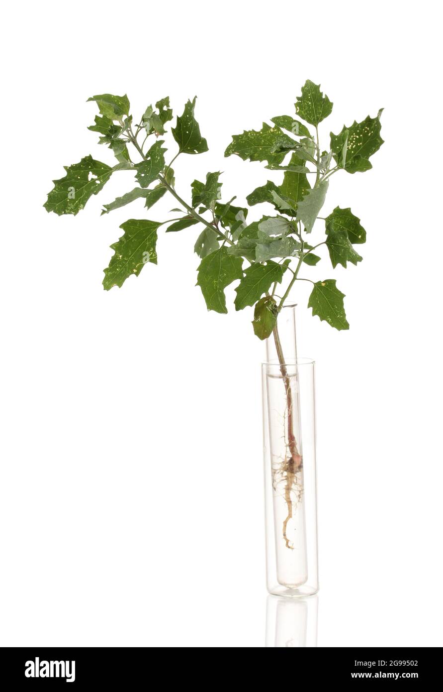 plant in test-tube close-up isolated on white Stock Photo - Alamy