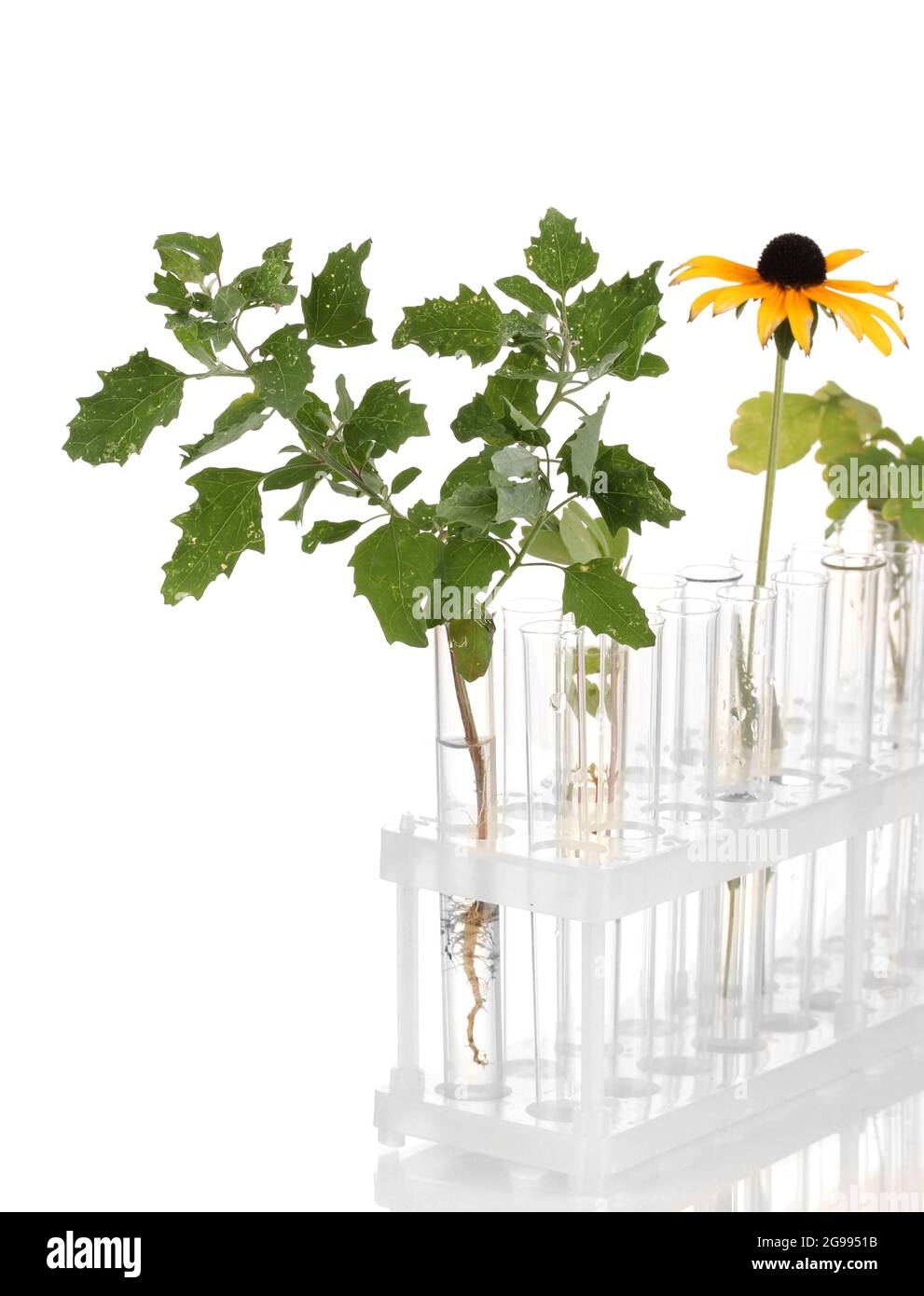 Test-tubes with a transparent solution and the plant isolated on white ...