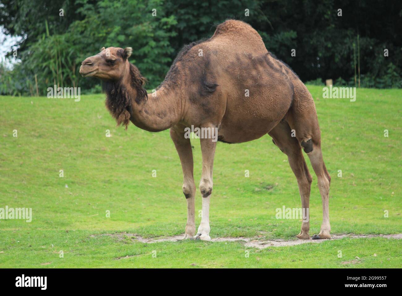 Camel feet toes hi-res stock photography and images - Alamy
