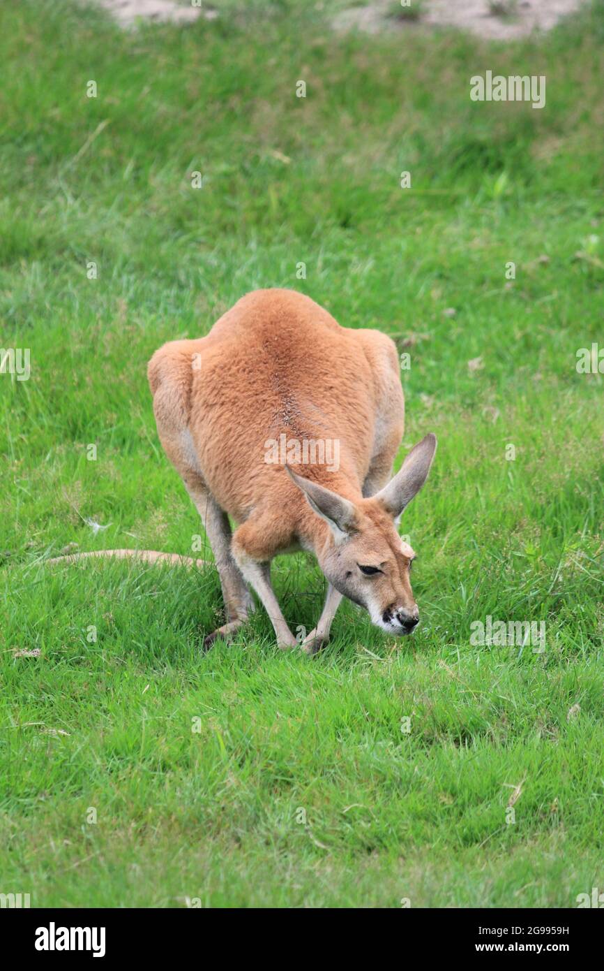 Red kangaroo in Overloon zoo, the Netherlands Stock Photo - Alamy