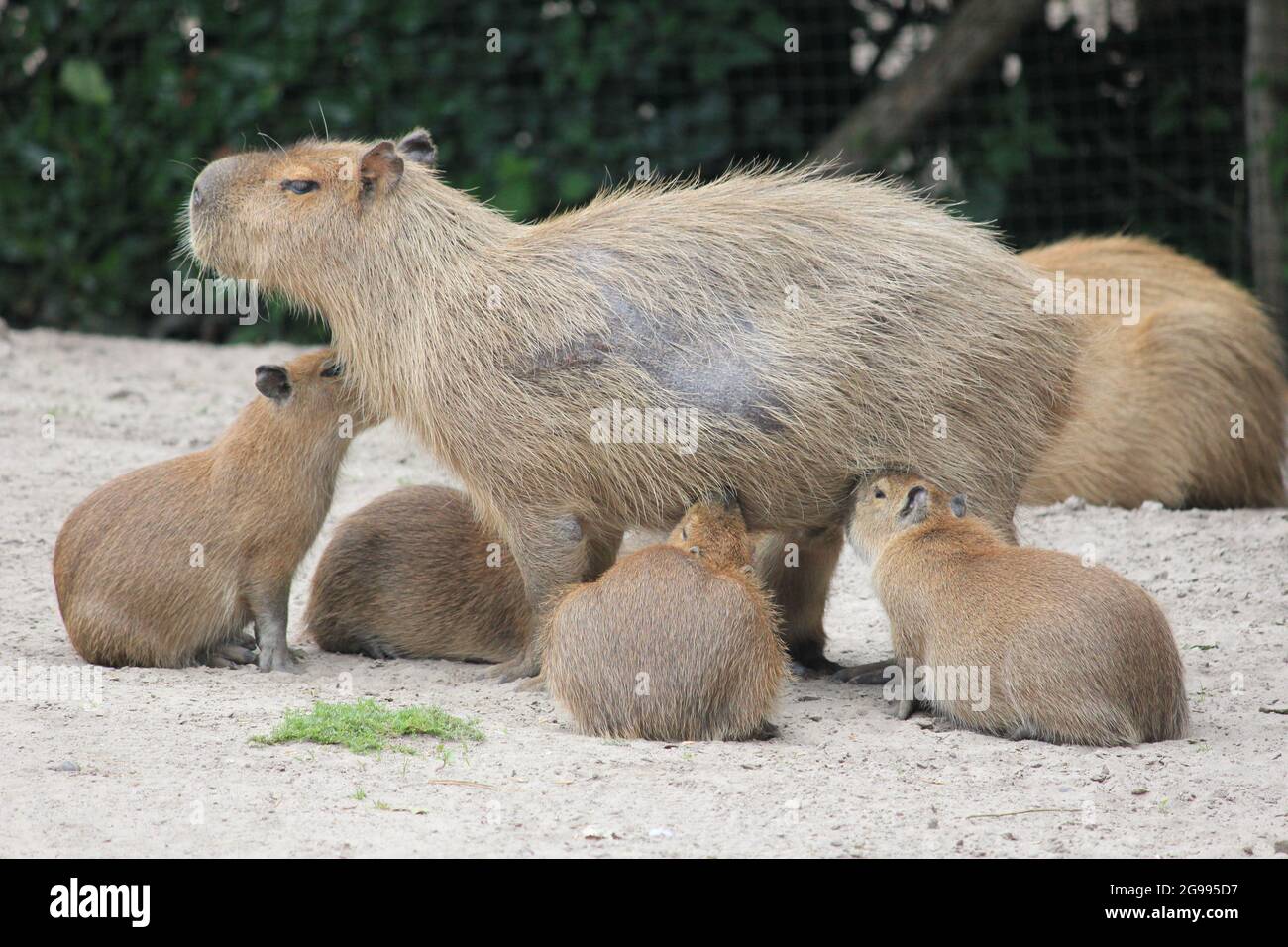 Cabybara hi-res stock photography and images - Alamy