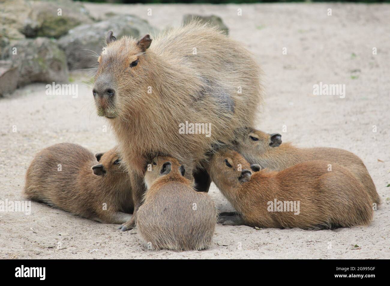 Capybara inhabits savannas hi-res stock photography and images - Alamy