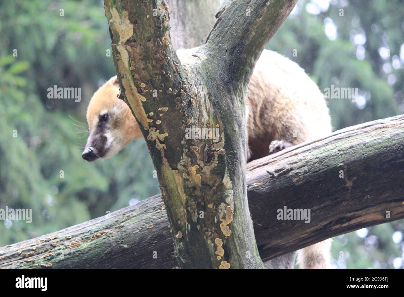 South american coati group hi-res stock photography and images - Alamy