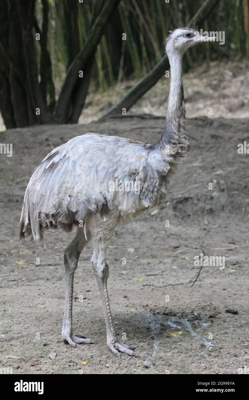 Greater rhea in Overloon zoo, the Netherlands Stock Photo - Alamy