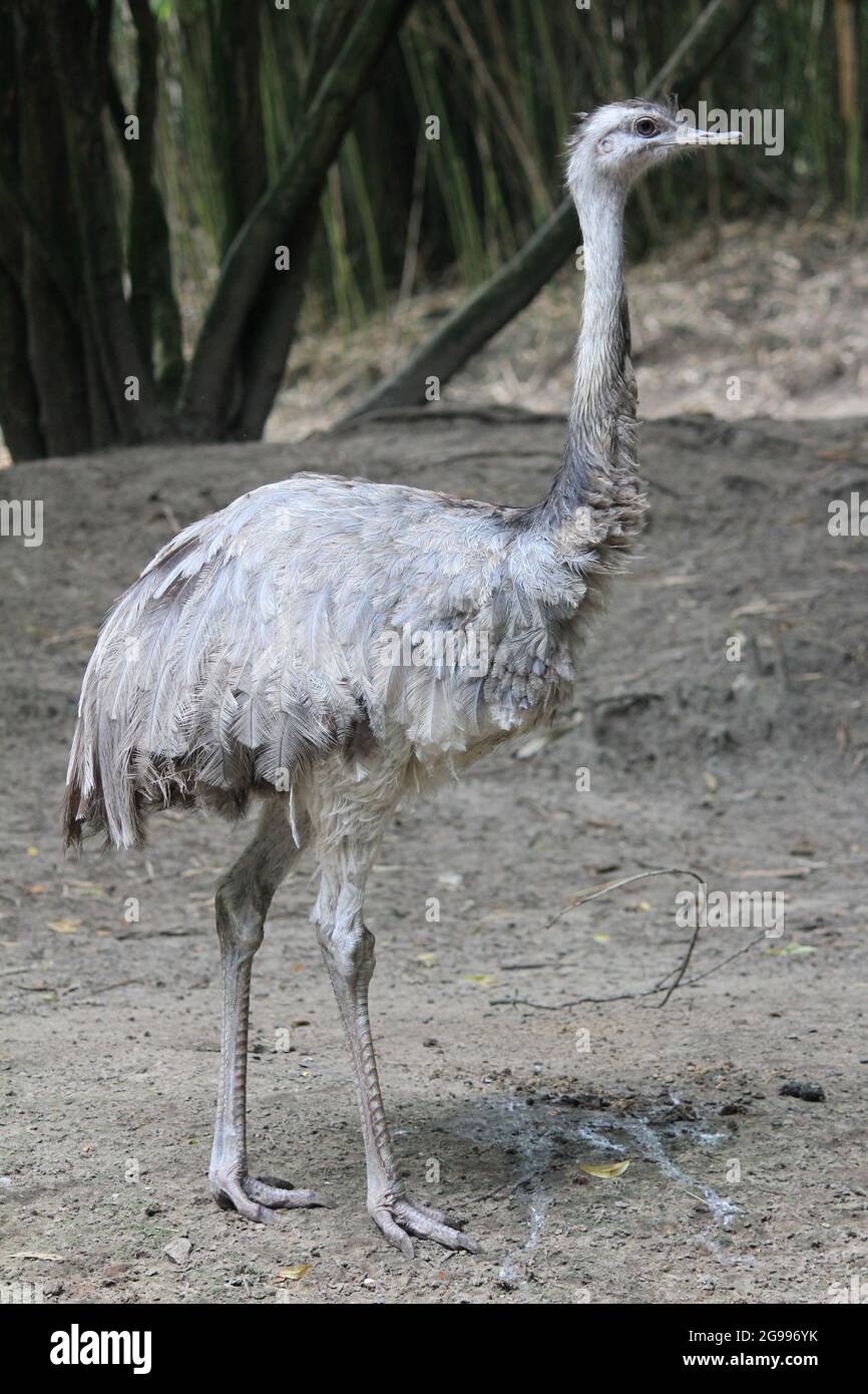 Greater Rhea Running