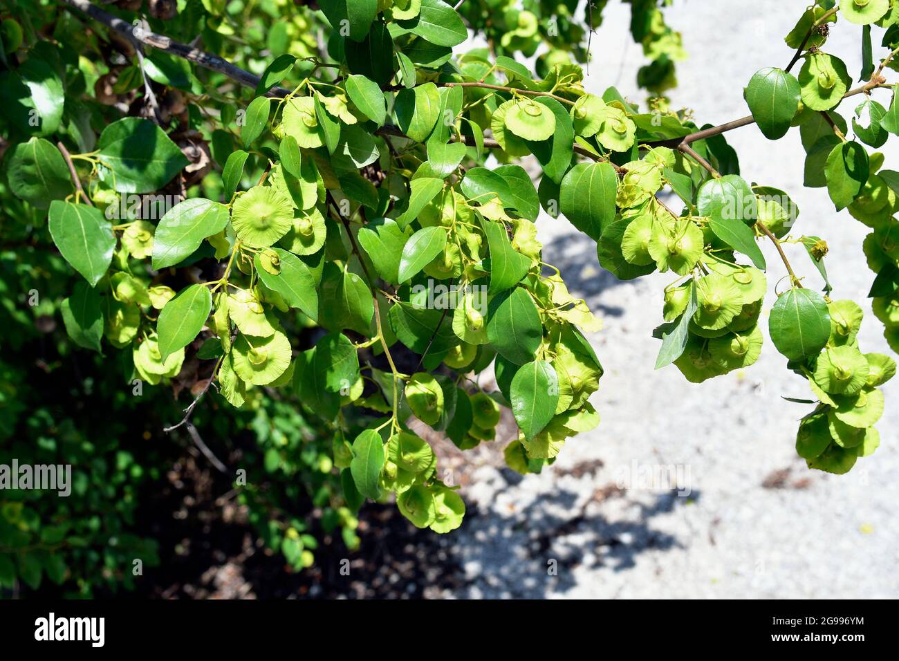 Greece, leaves and seeds of an Elm Tree on Lake Kerkini in Central ...