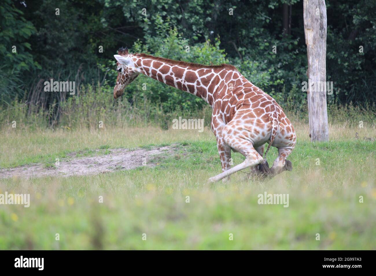 Reticulated giraffe in Overloon zoo, the Netherlands Stock Photo - Alamy