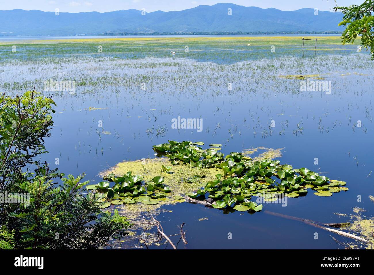 Turtle spot hi-res stock photography and images - Alamy