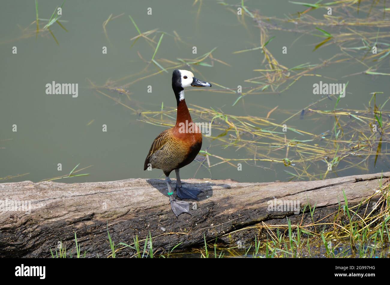 Greece, white-faced whistling duck on Lake Kerkini in Central Macedonia ...