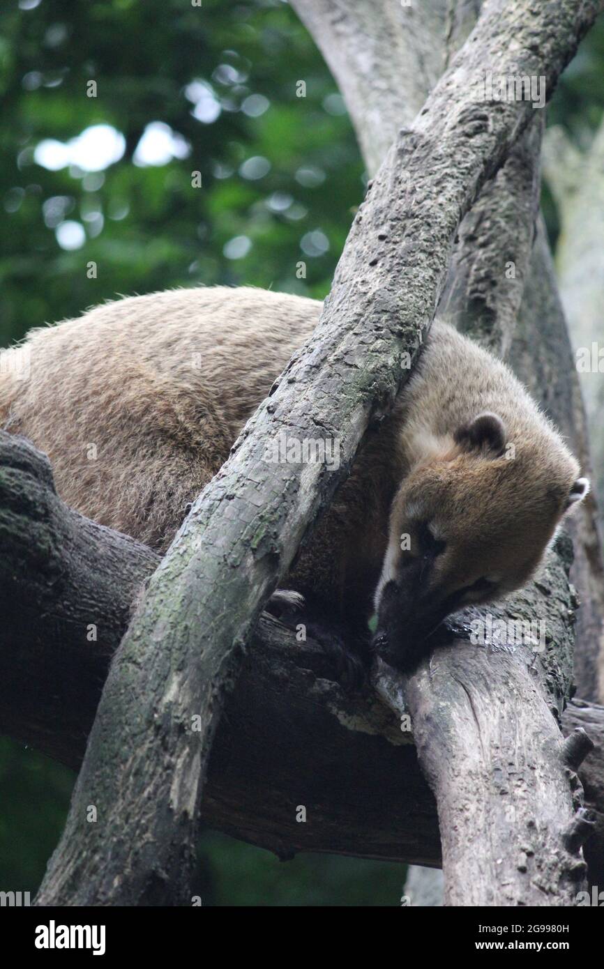 South american coati group hi-res stock photography and images - Alamy