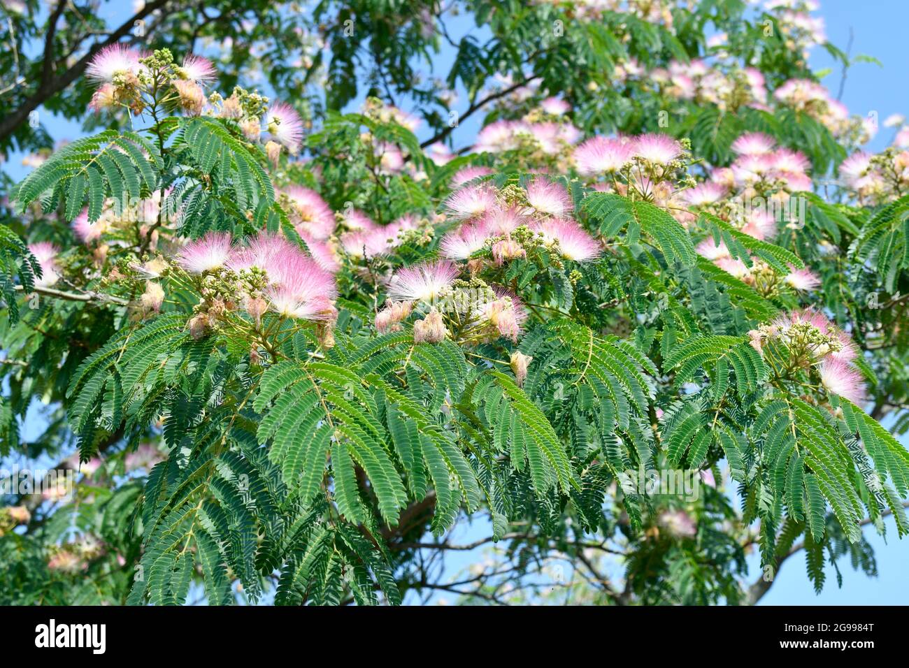Greece, flowering rain tree, belonging to the mimosa family Stock Photo ...