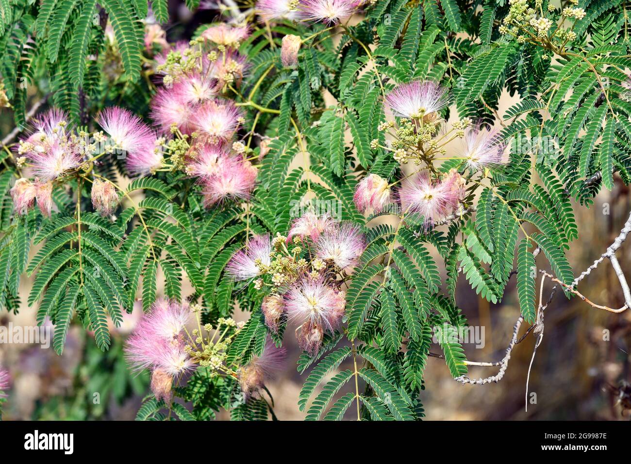 Greece, flowering rain tree, belonging to the mimosa family Stock Photo ...