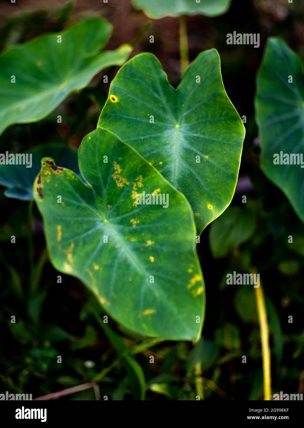 Fresh green taro leaves hi-res stock photography and images - Alamy