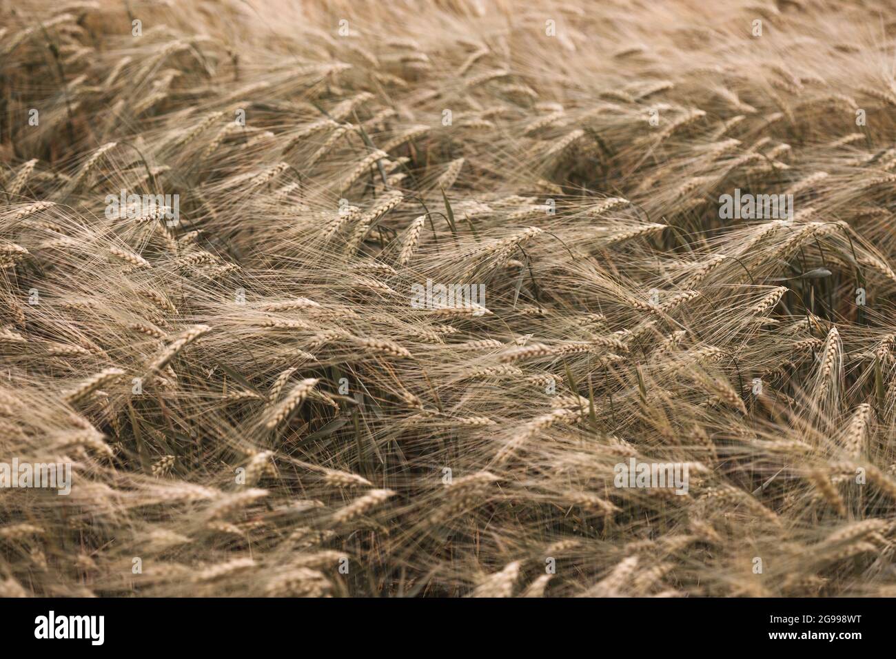 wheat field closeup on the sunset. plant background Stock Photo - Alamy