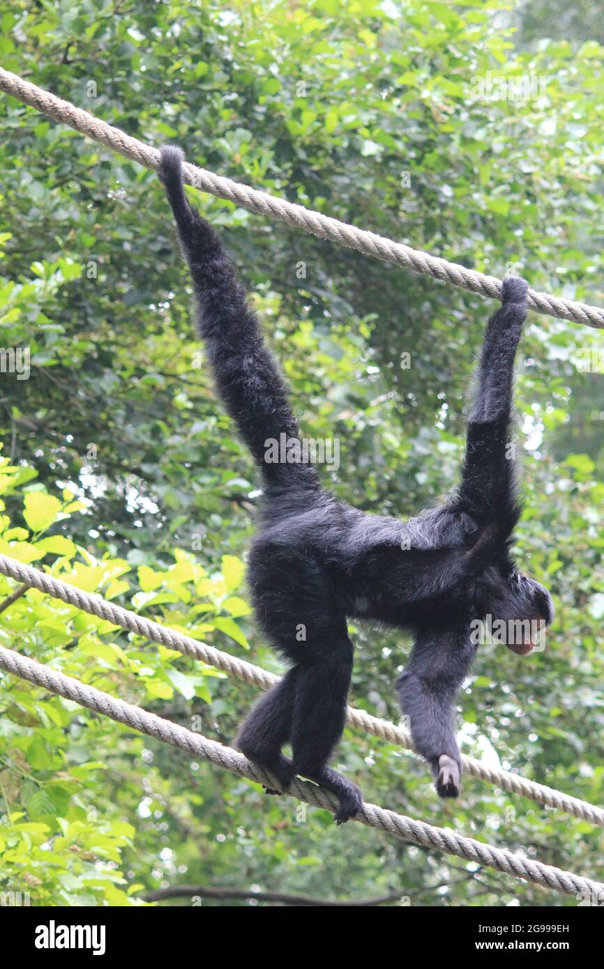 Guiana spider monkey red faced black hi-res stock photography and ...