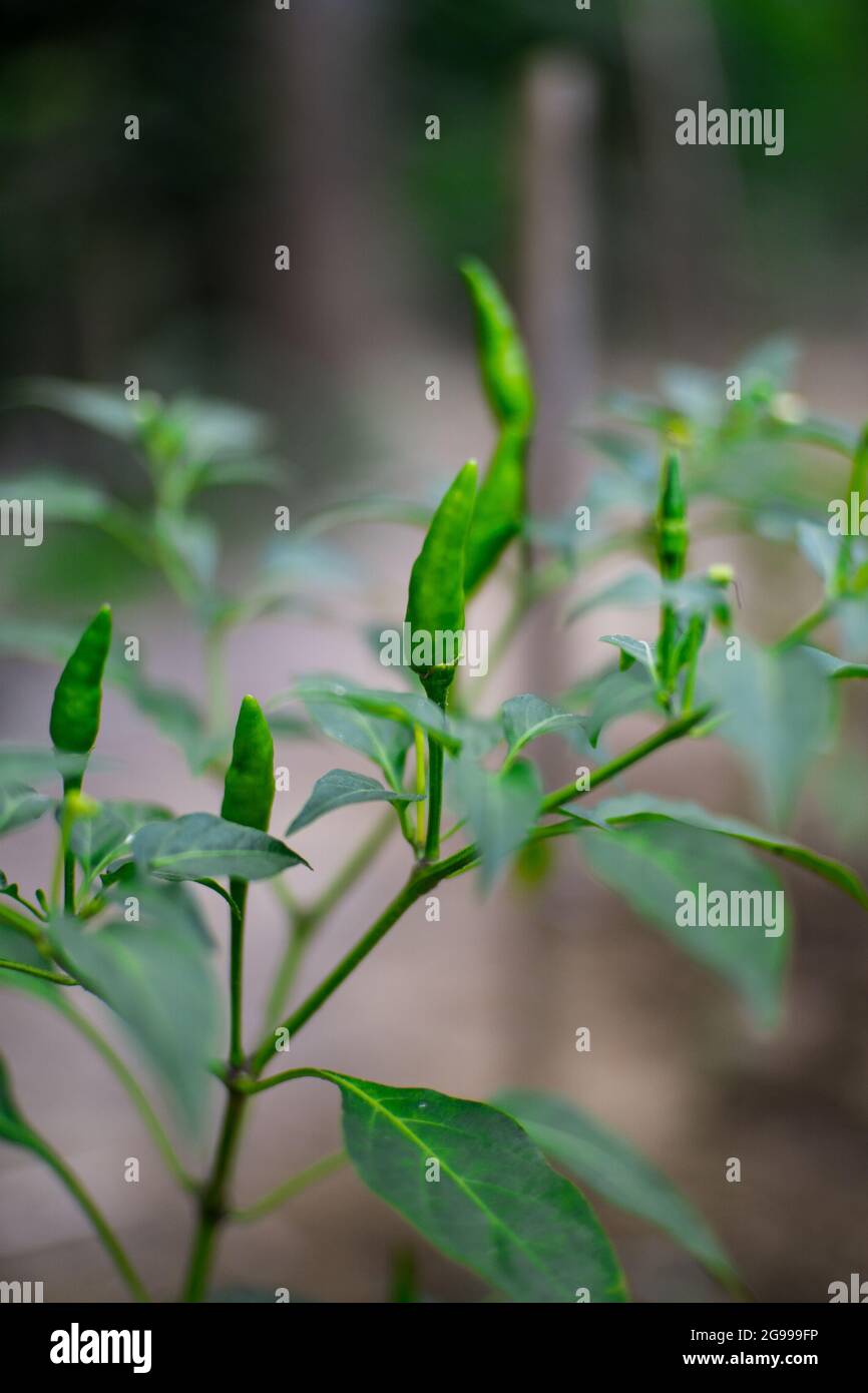 Close up photo of green pepper look fresh and young Stock Photo - Alamy