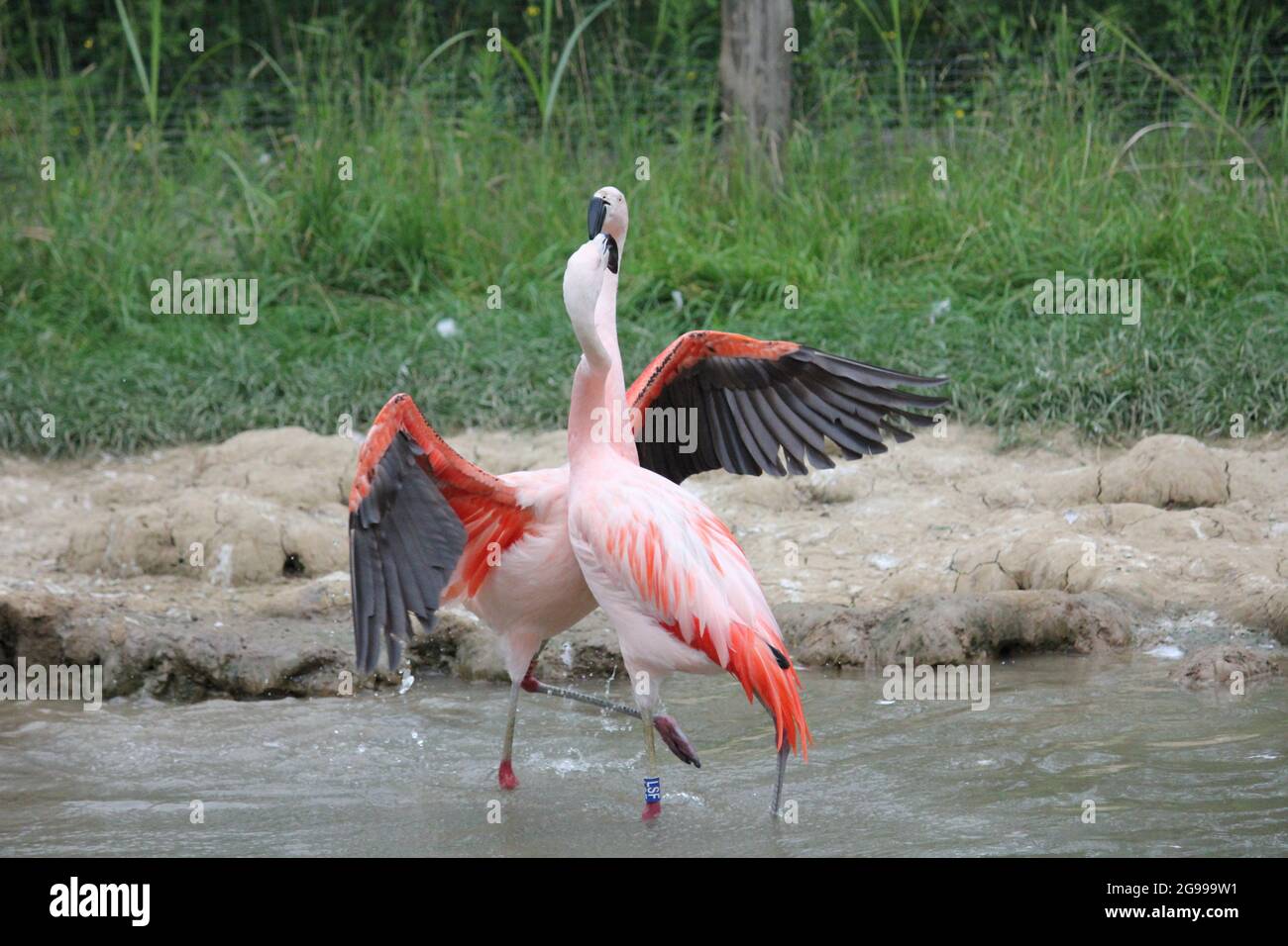 Bird joints hi-res stock photography and images - Alamy