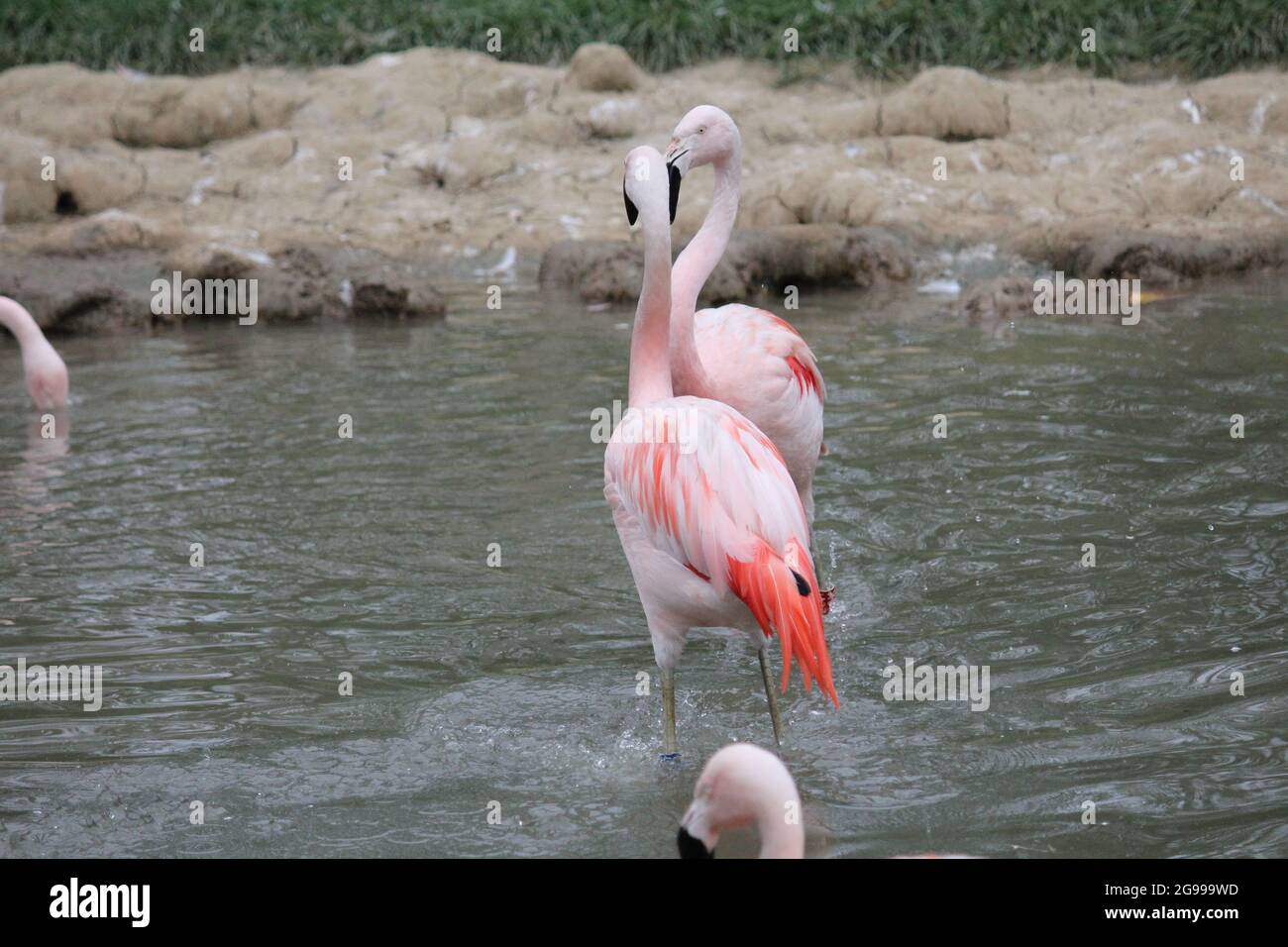 Bill is equipped with comb like structures hi-res stock photography and ...