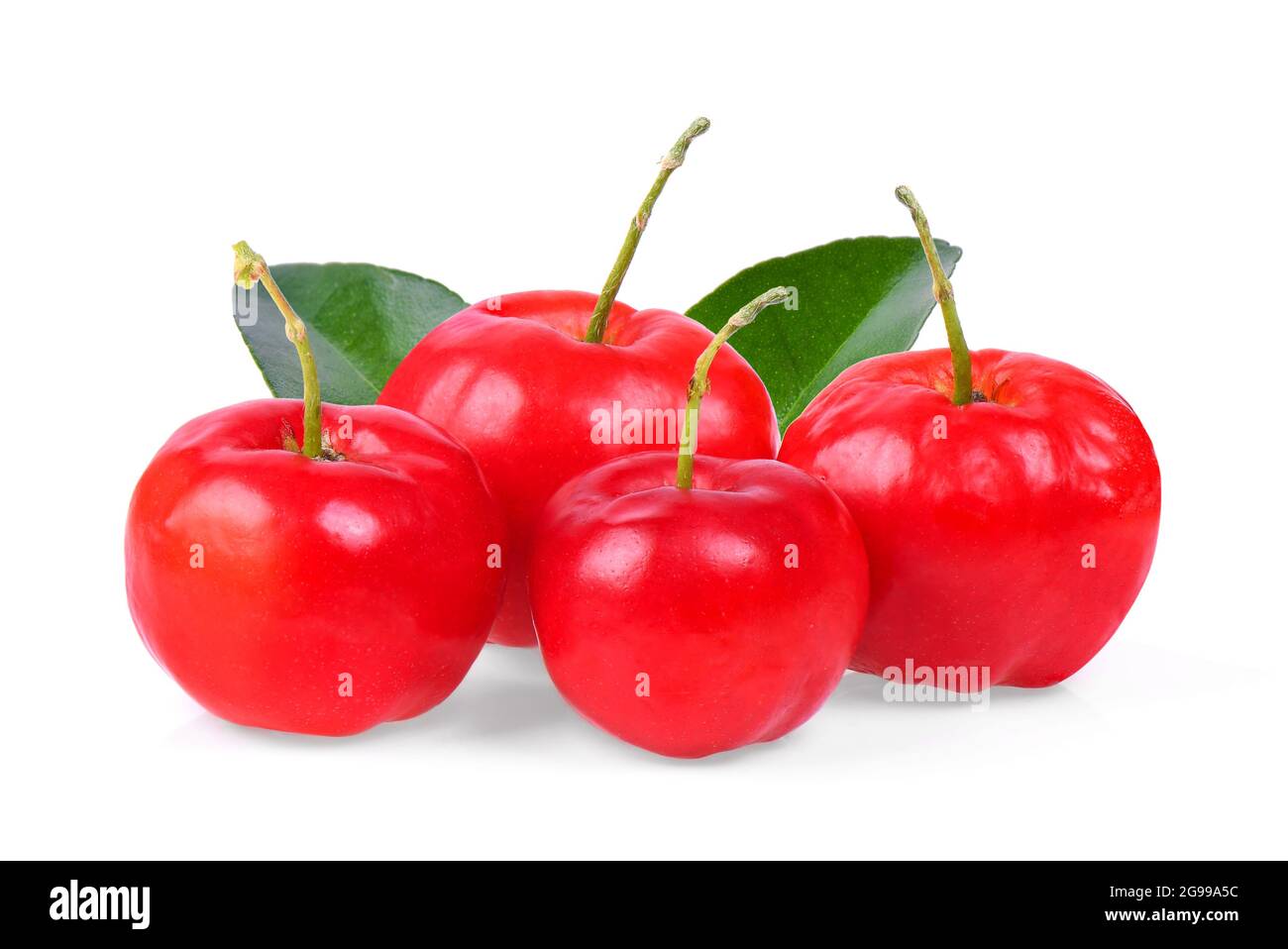 Barbados cherry, Malpighia emarginata, Family Malpighiaceae on white ...